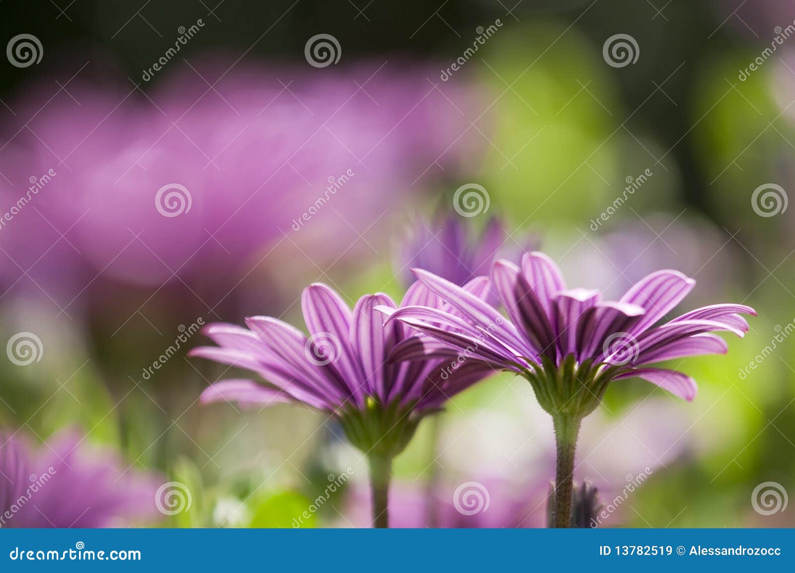 Purper stock afbeelding. Image of licht, roze, purper - 13782519