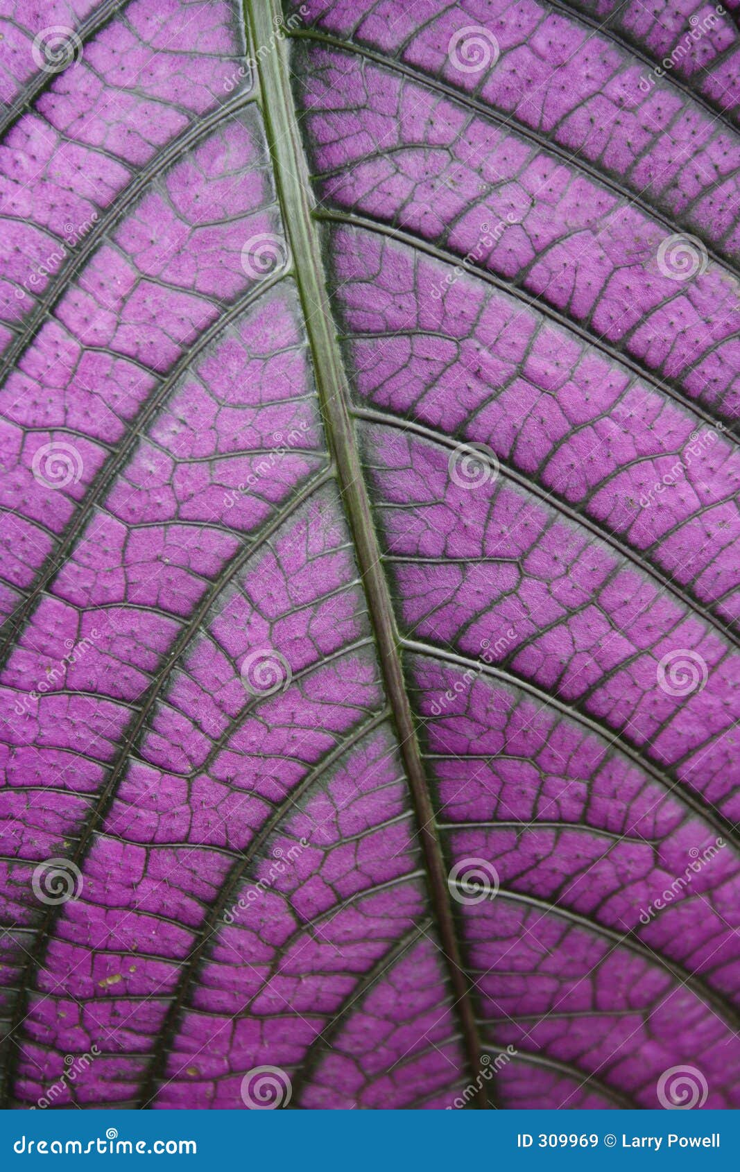Purper Blad stock afbeelding. Image of kleurrijk, blad - 309969