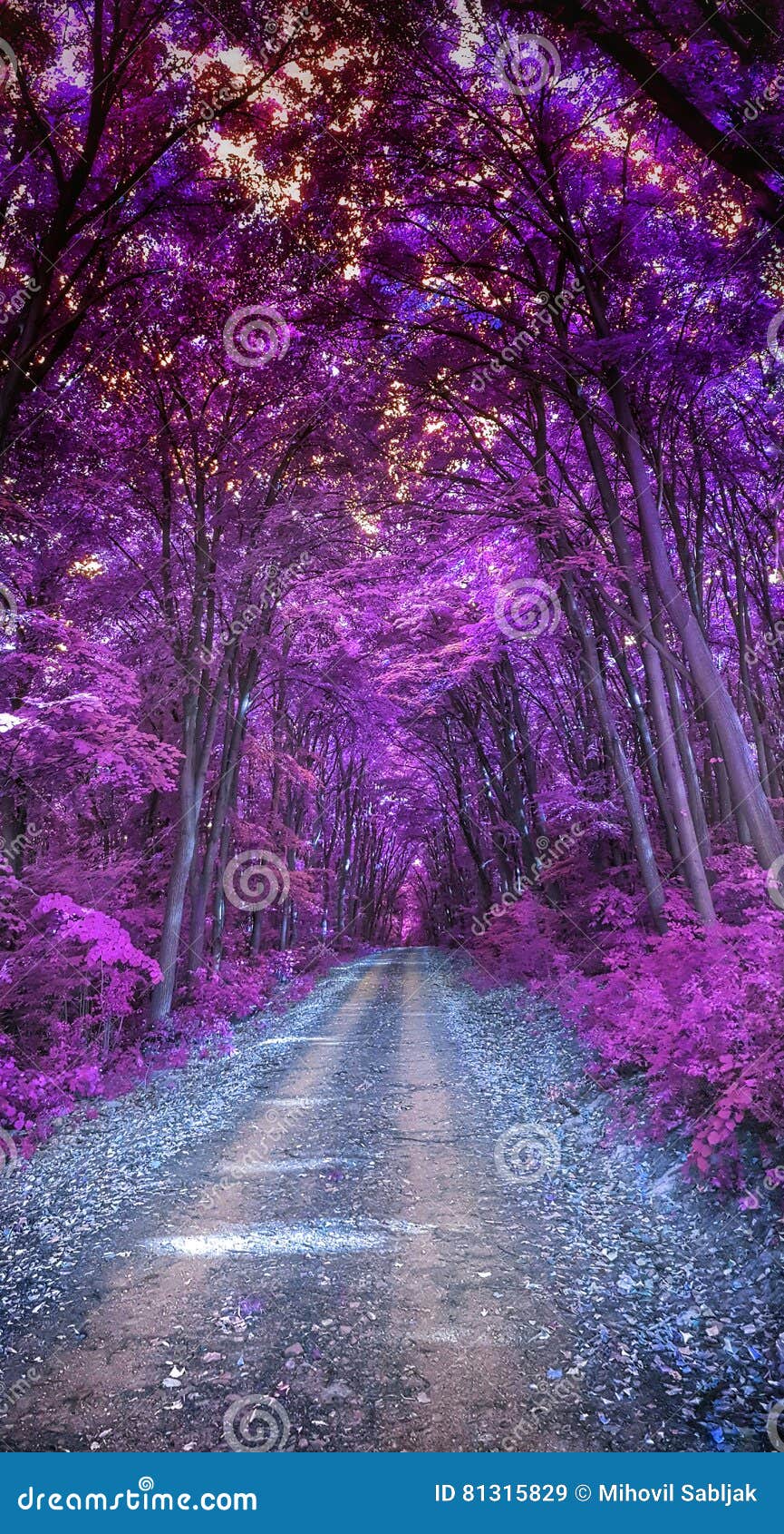 Purper bos stock afbeelding. Image of betoverd, purper - 81315829