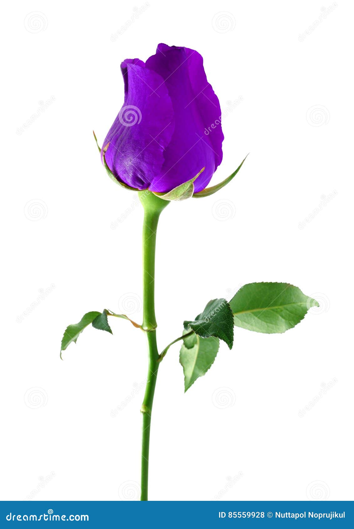 Purper Nam Geïsoleerd Op Witte Achtergrond Toe Stock Foto - Image of ...