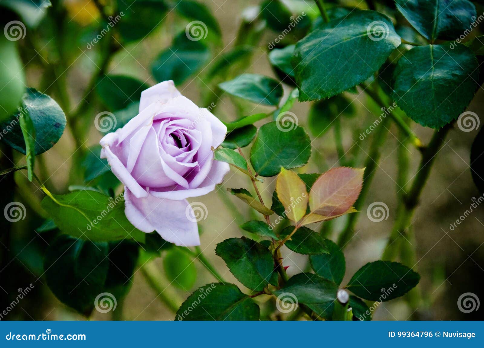 Purper Nam Toe - Kies Purper Uit Toenam Stock Foto - Image of liefde ...