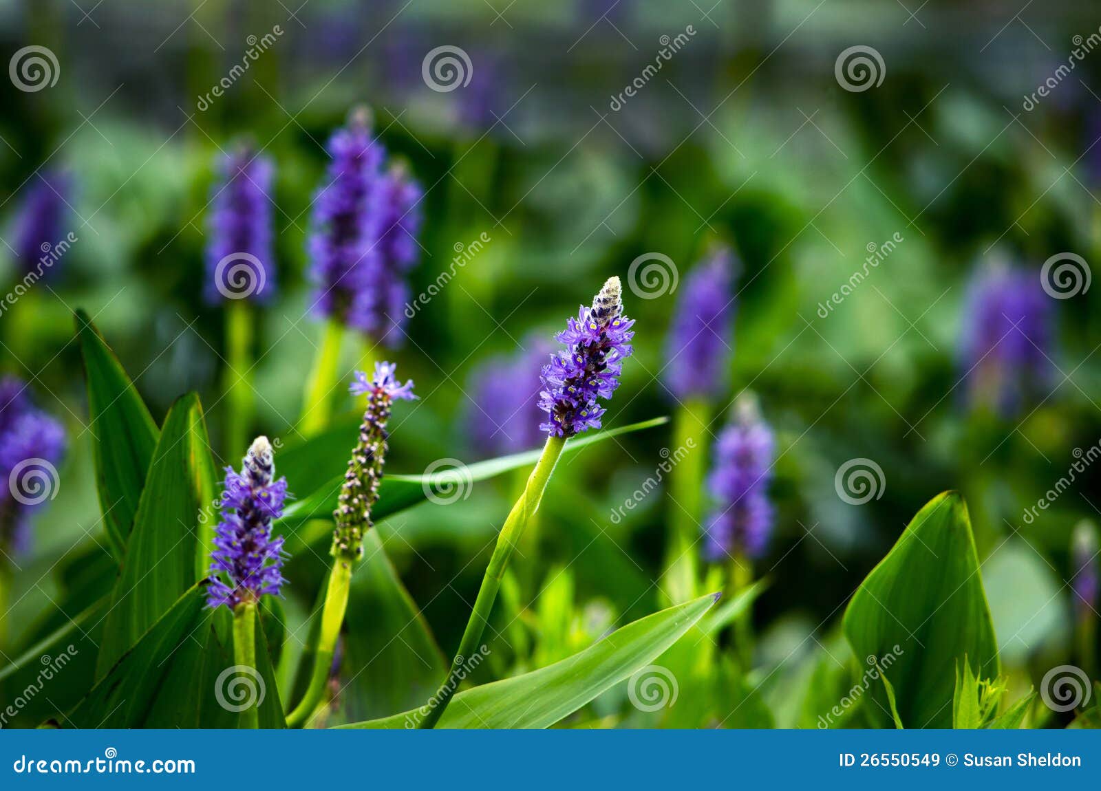 Purper ridderspoor stock afbeelding. Image of purper - 26550549