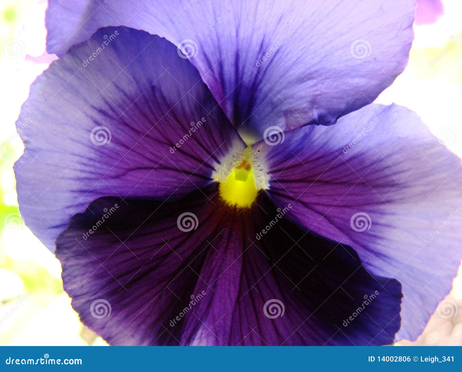 Purper Viooltje stock foto. Image of nave, trillend, installatie - 14002806