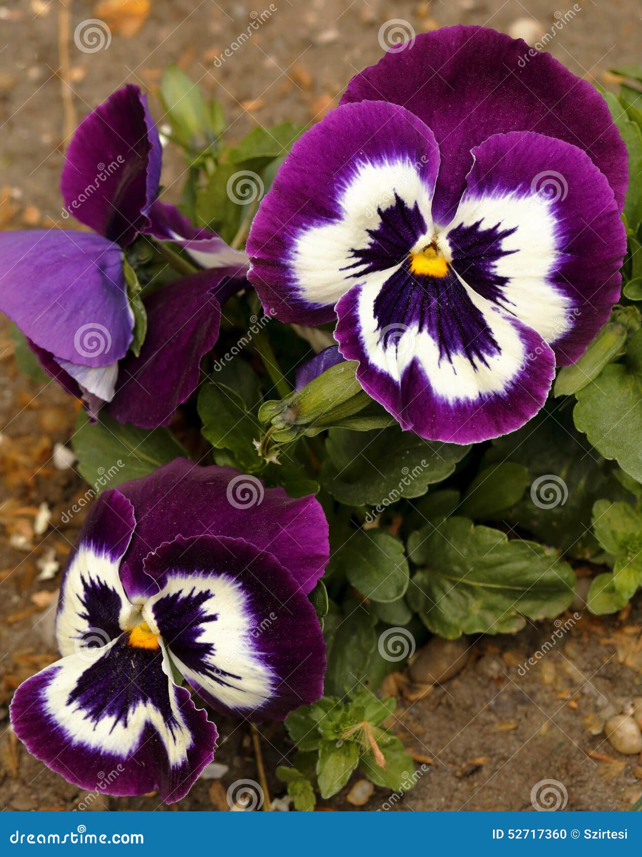 Purper viooltje stock foto. Image of blauw, bloembed - 52717360