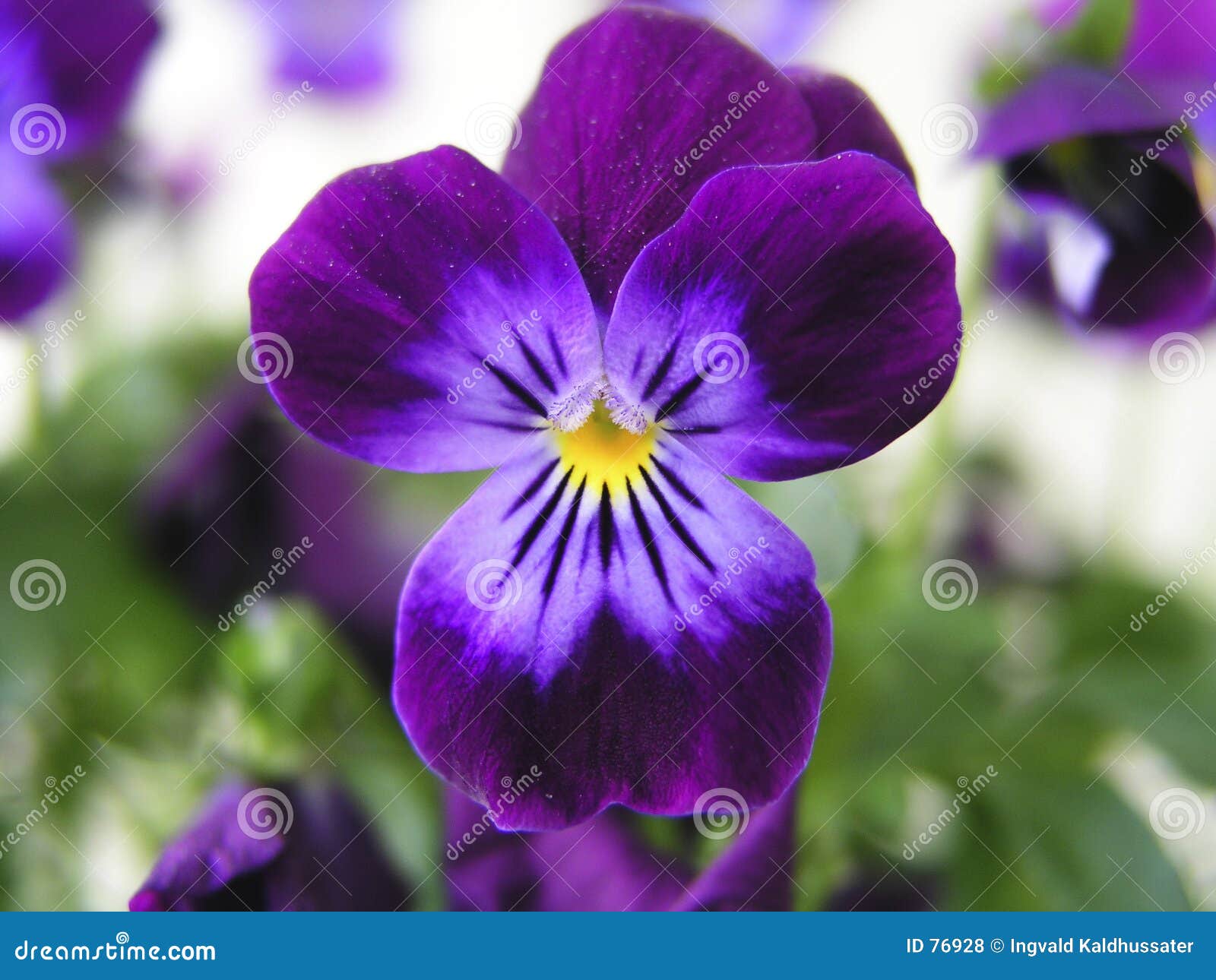 Purper Viooltje stock foto. Image of tuin, stuifmeel, geel - 76928