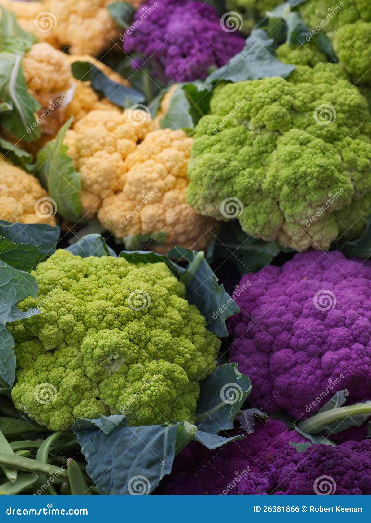 Purpere Groene Oranje Bloemkool Stock Foto - Image of oogst, hoop: 26381866