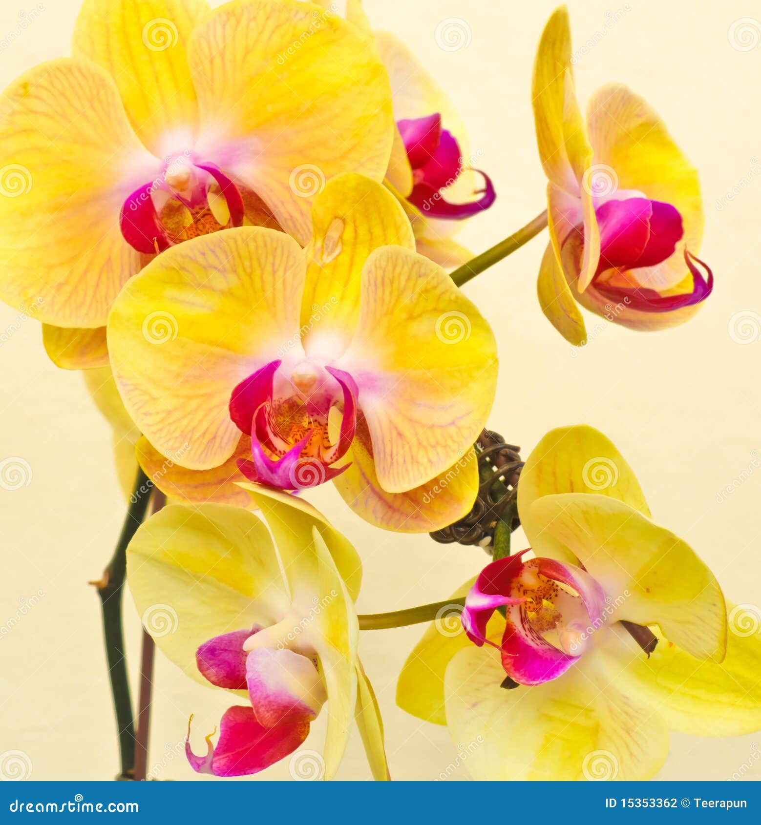 Purpere, Witte, Gele Orchidee Stock Foto - Image of achtergrond, flora ...