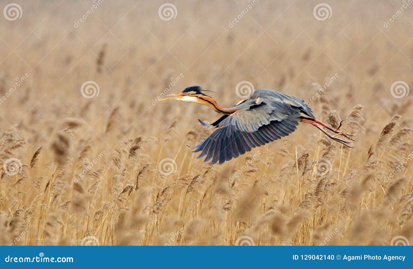 Purperreiger, Purple Heron, Ardea Purpurea Stock Photo - Image of ...
