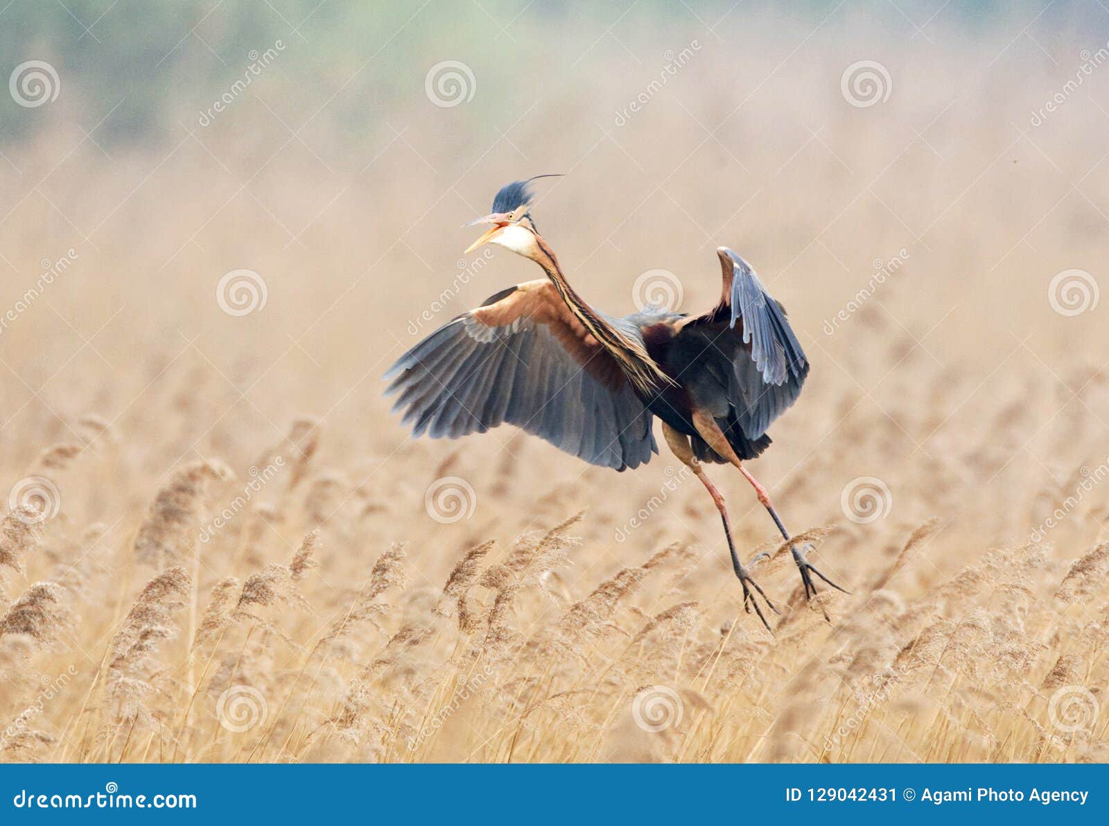 Purperreiger, Purple Heron, Ardea Purpurea Stock Image - Image of vogel ...