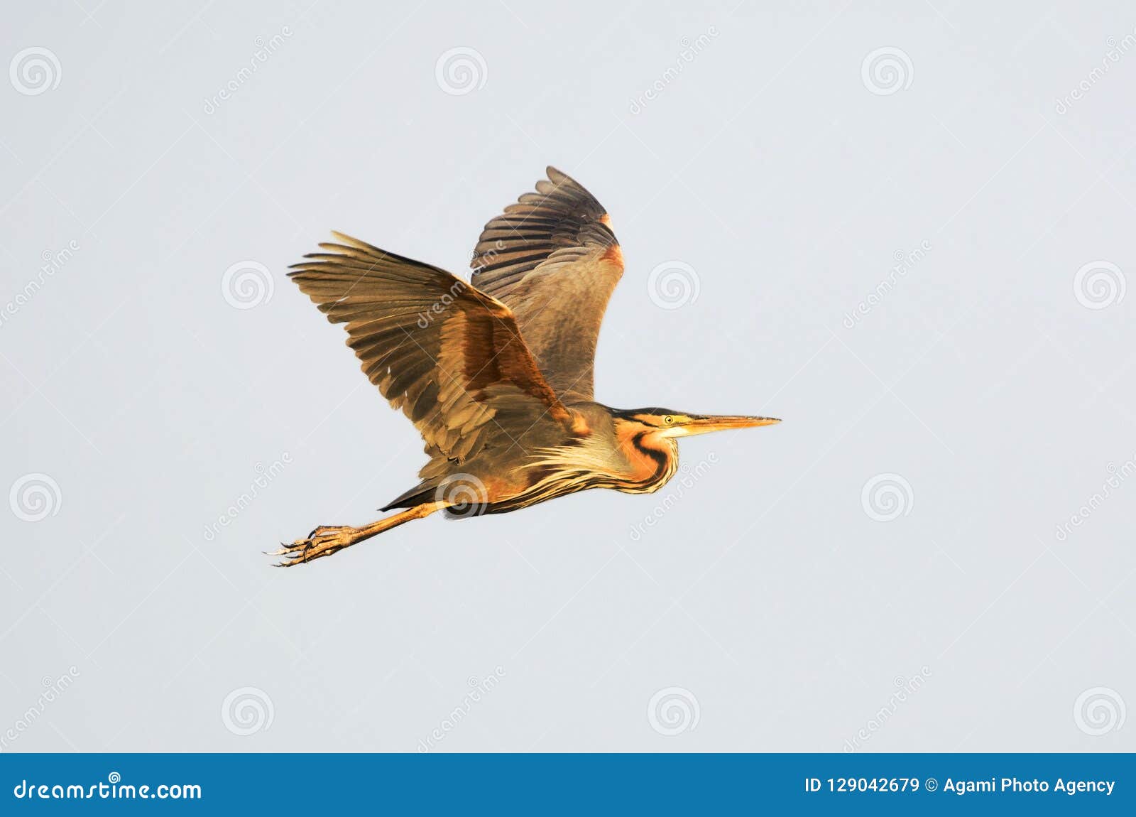 Purperreiger, Purple Heron, Ardea Purpurea Stock Image - Image of ...