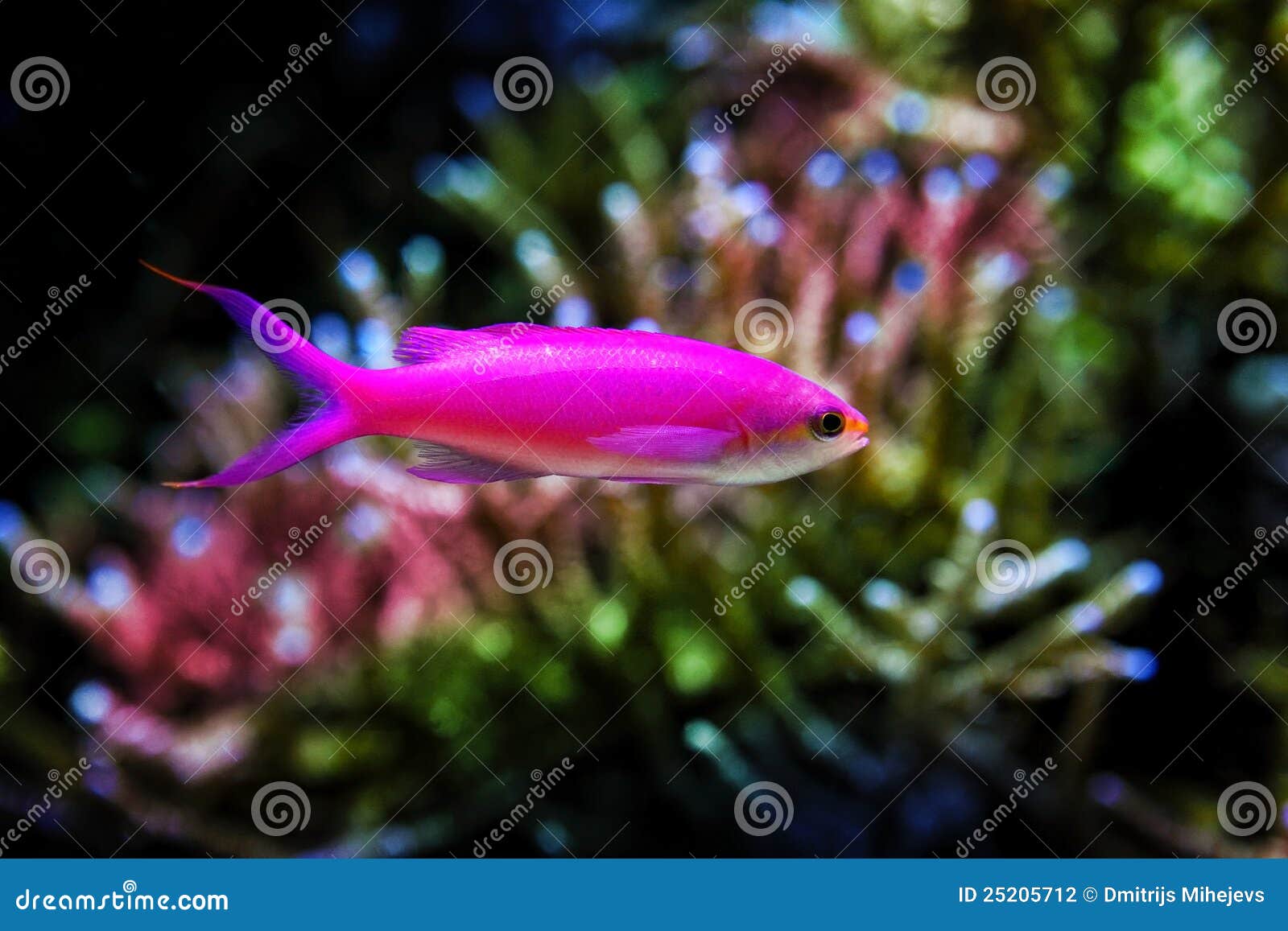 Purpla fish stock photo. Image of bright, diving, discovery - 25205712
