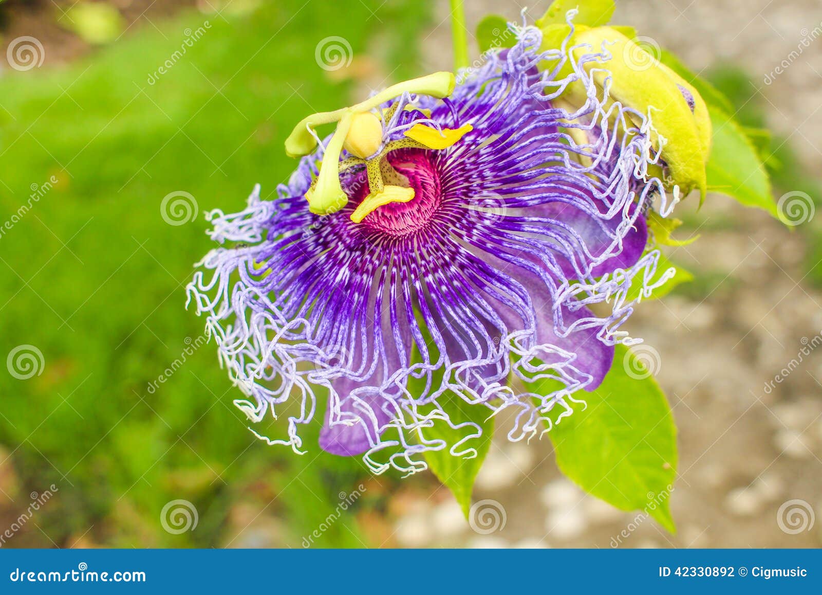 Purpla flower stock photo. Image of bouquet, abstract - 42330892