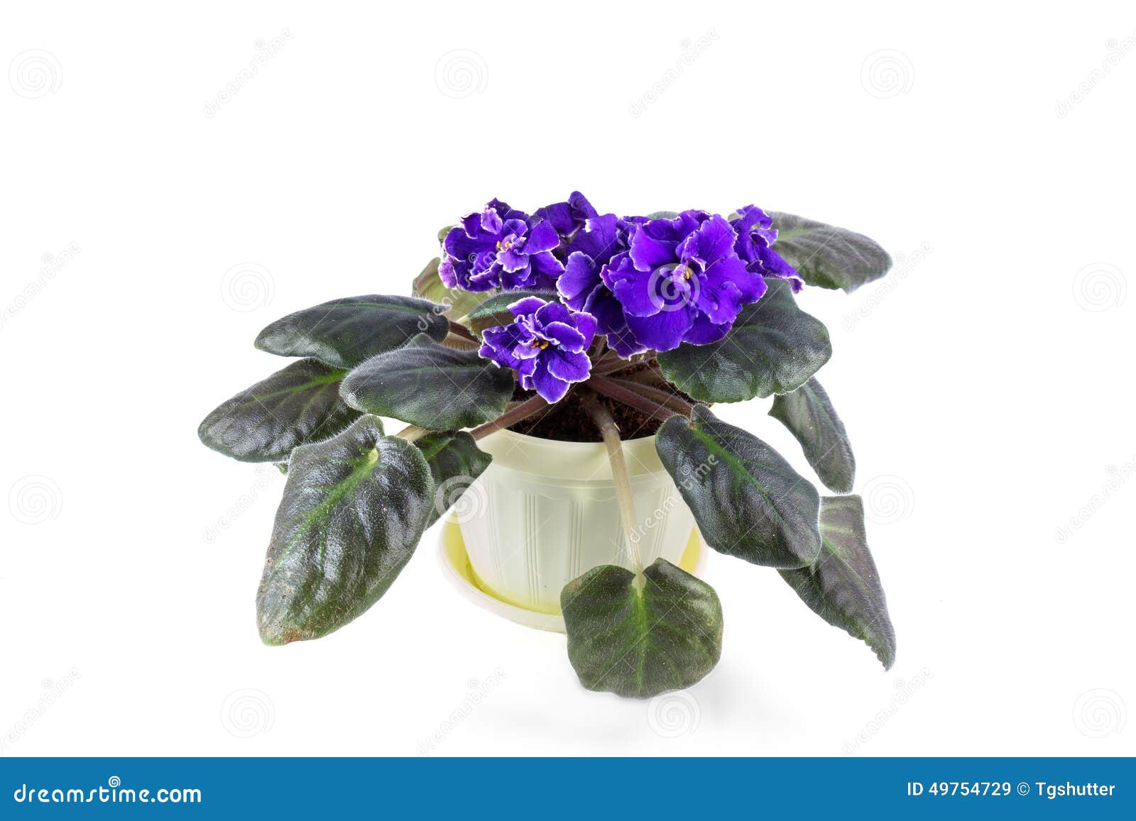 Purple African Violets on a White Background Stock Image - Image of ...