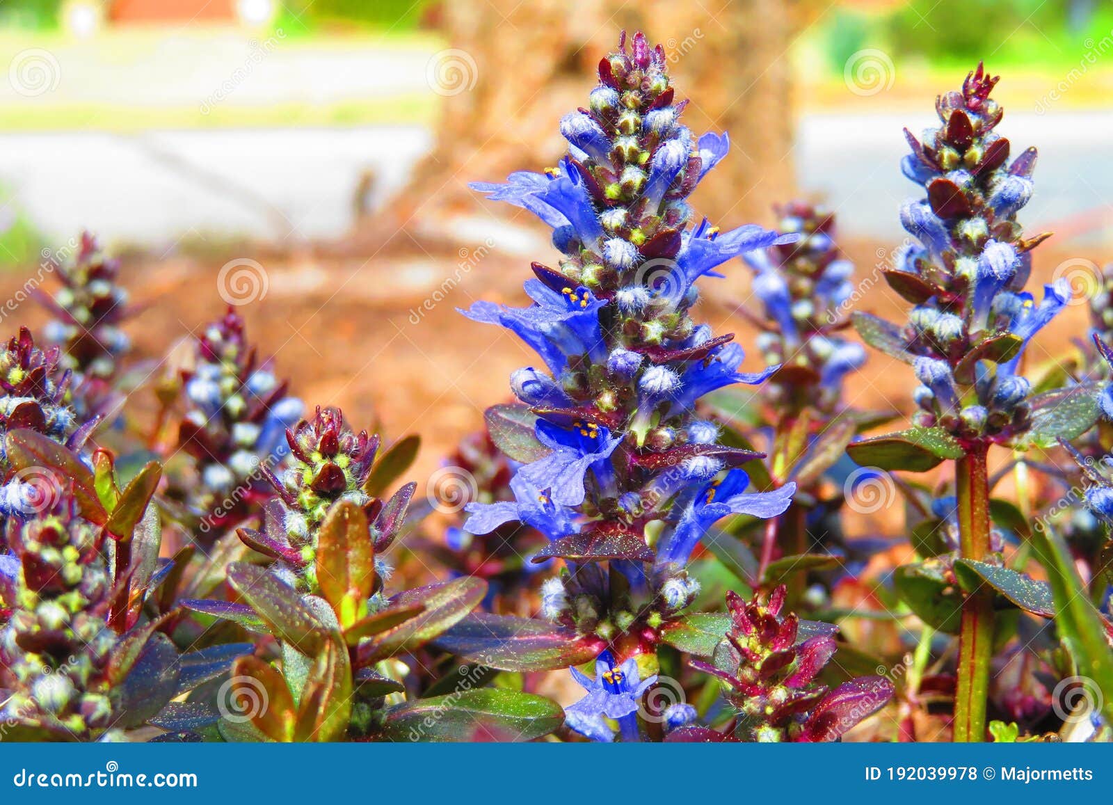 Purple Ajuga, Horizontal Orientation Stock Photo - Image of green ...