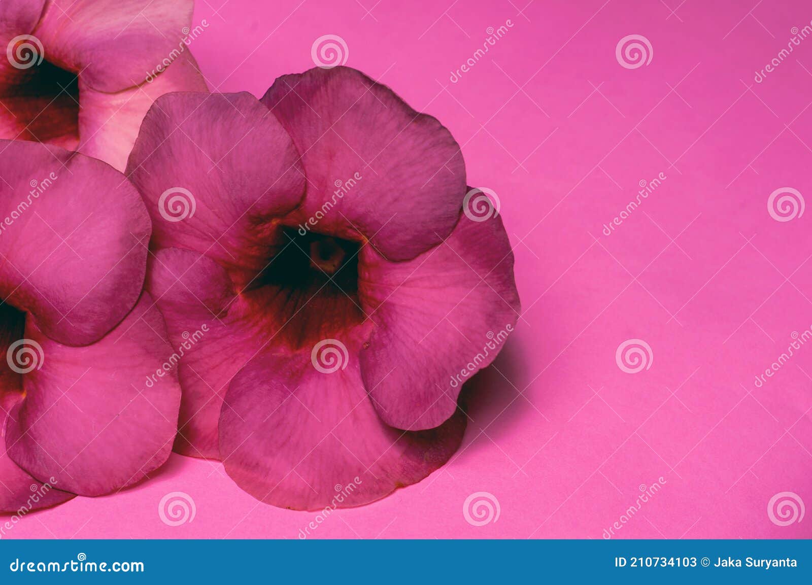 The Purple Alamanda Blanchetii Flower Stock Image - Image of colorful ...