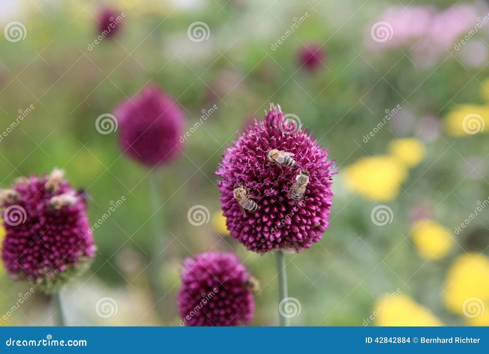 Purple Alium stock photo. Image of floral, alium, bulb - 42842884