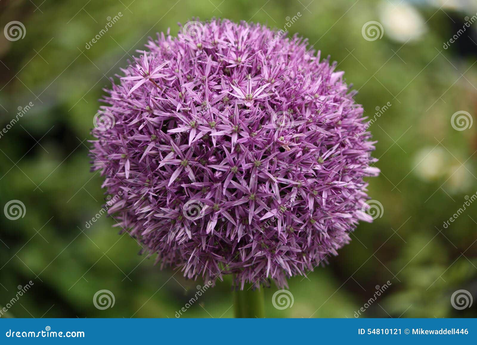 Purple Alium stock image. Image of flower, nature, bloom - 54810121