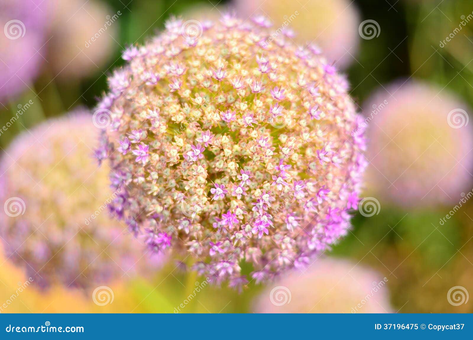 Purple Alium Flower stock image. Image of ball, alium - 37196475