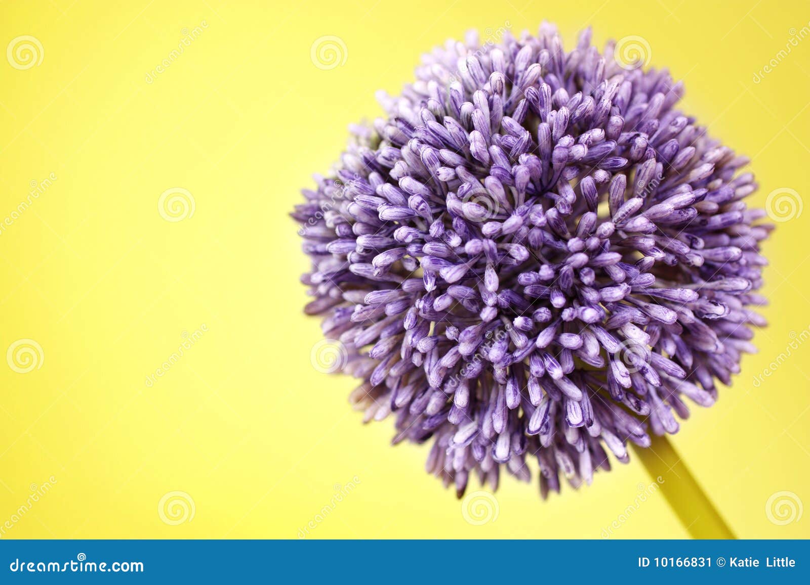 Alium Flower Royalty-Free Stock Image | CartoonDealer.com #25492096