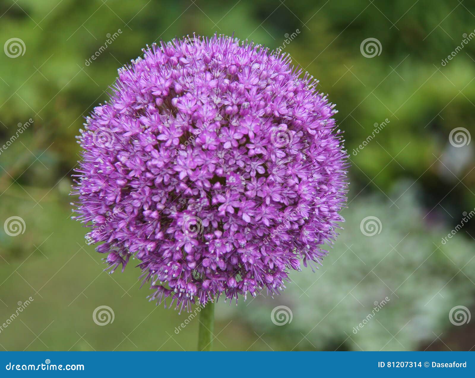 Purple Alium Plant. stock photo. Image of bloom, garden - 81207314