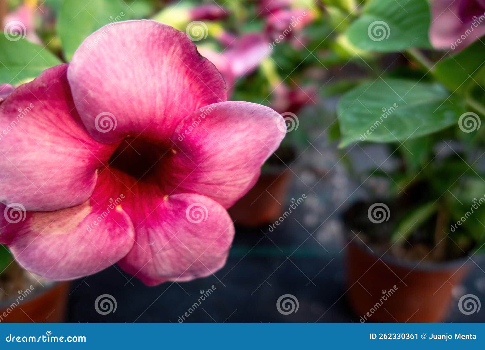 Purple Allamanda Allamanda Blanchetii Garden Plants Stock Image - Image ...