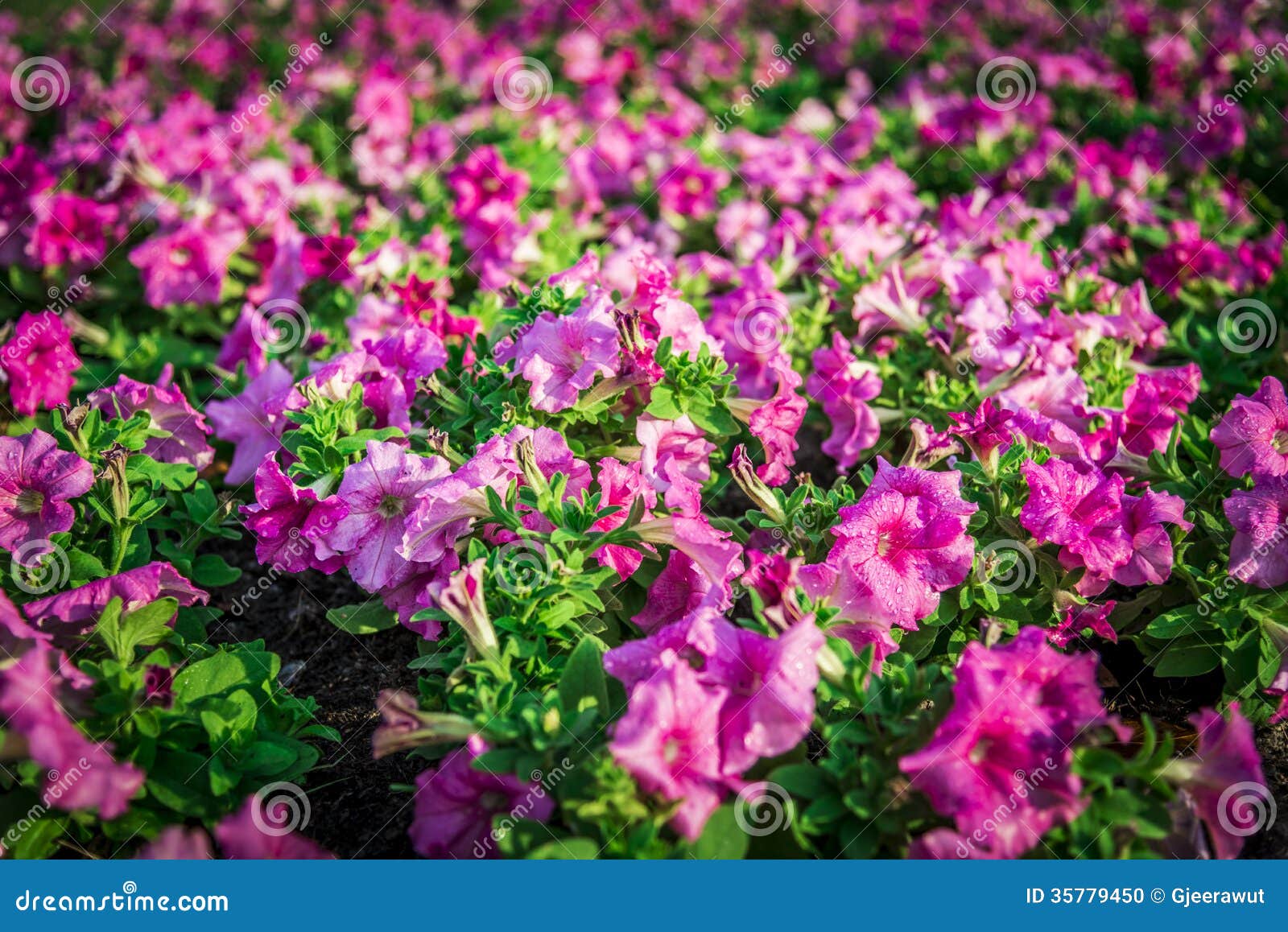 Purple Allamanda flowers stock photo. Image of allamanda - 35779450