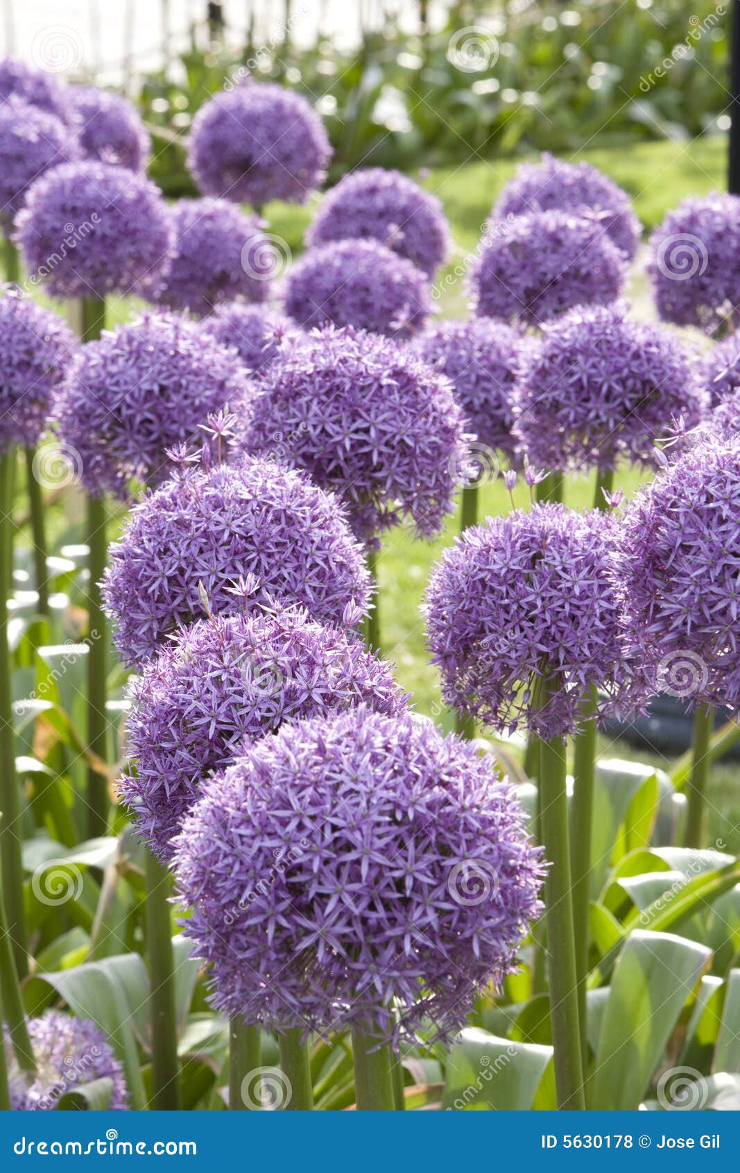 Purple Allium 4 stock photo. Image of violet, backlit - 5630178