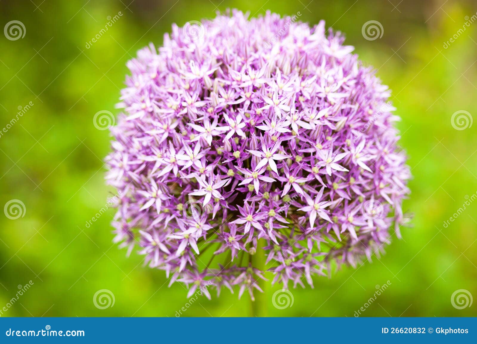 Purple Allium Flower stock photo. Image of allium, flower - 26620832