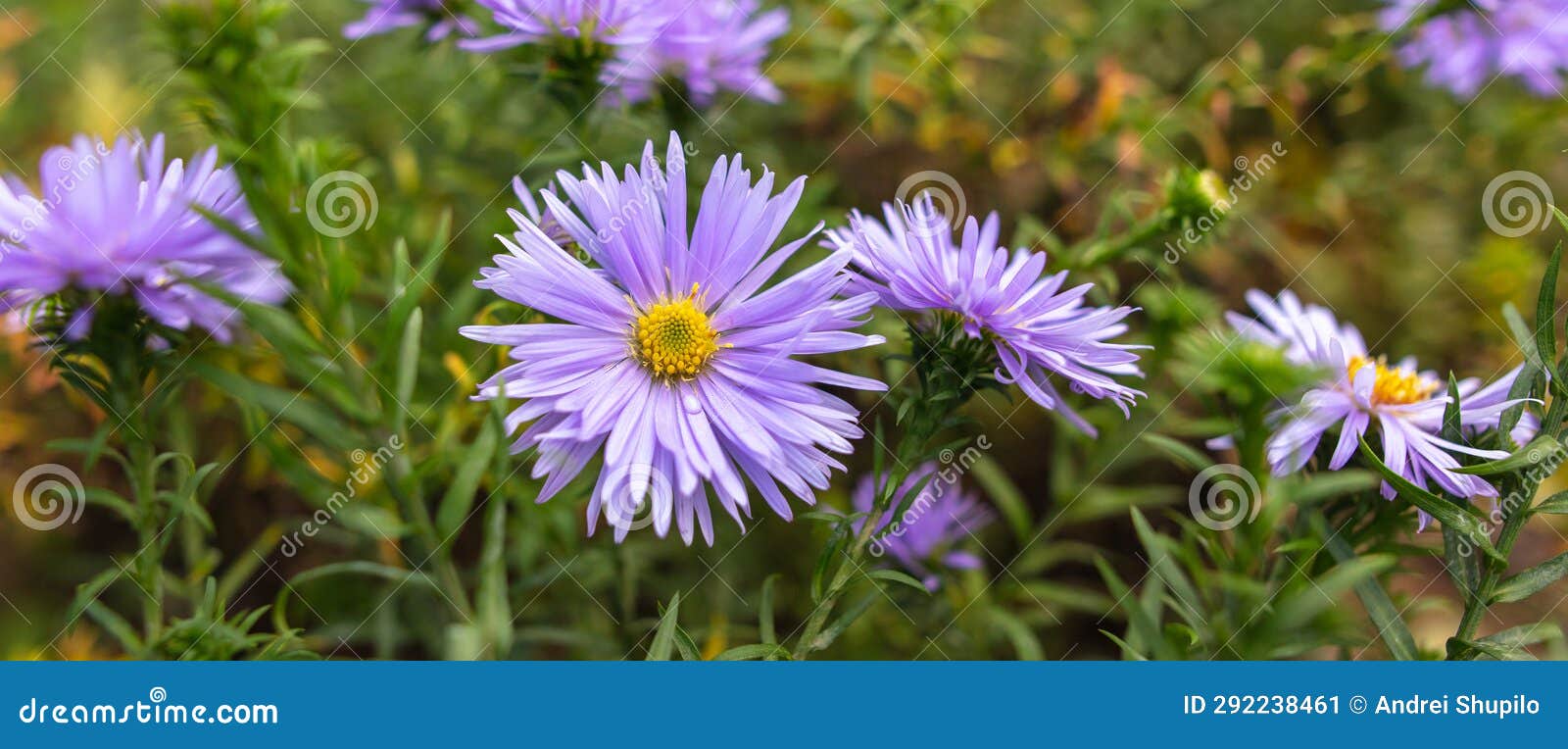 Purple Alpine Aster in Nature Stock Image - Image of alpine, botany ...