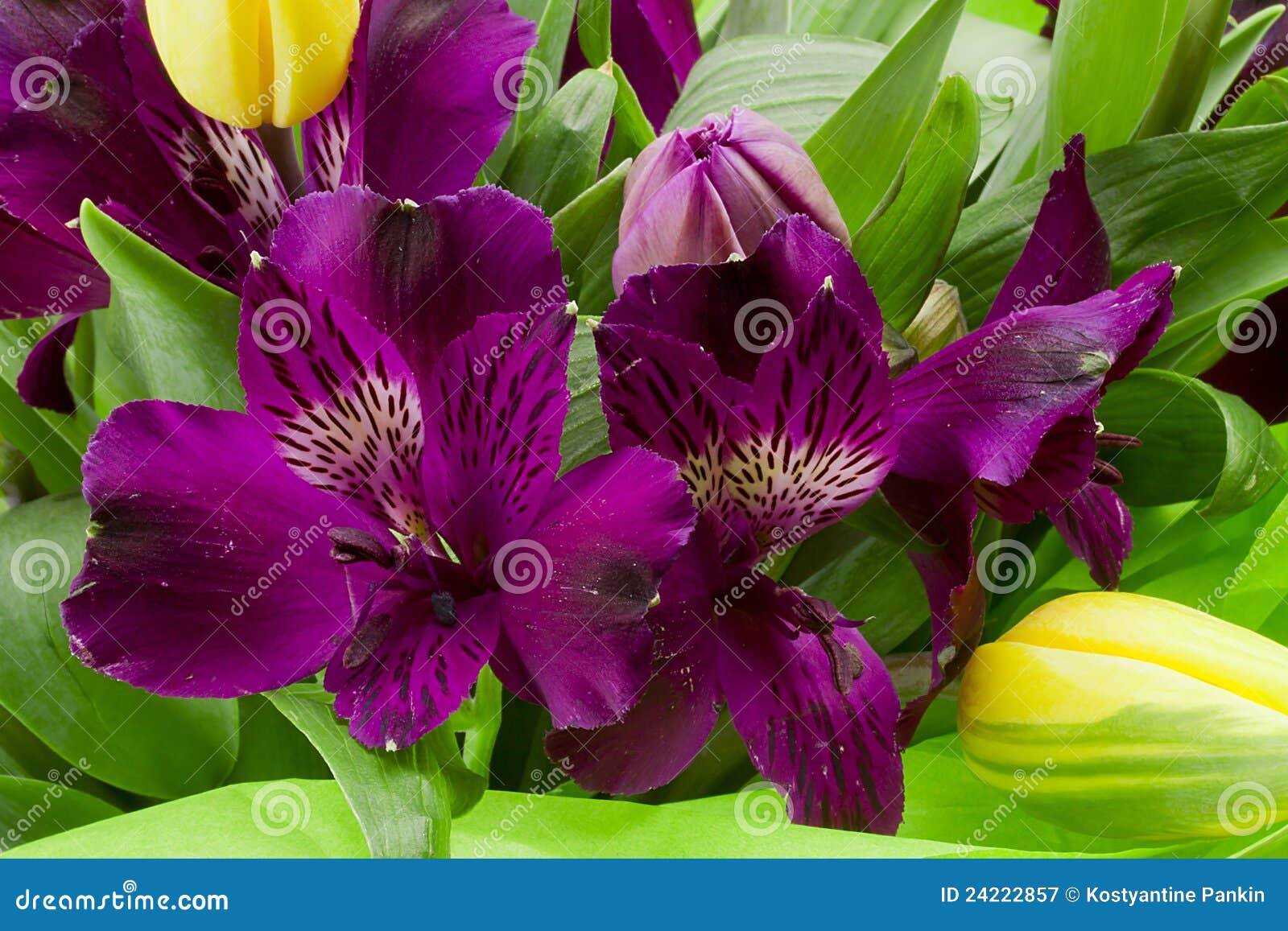Purple Alstroemeria Flowers Stock Image - Image of natural, flower ...