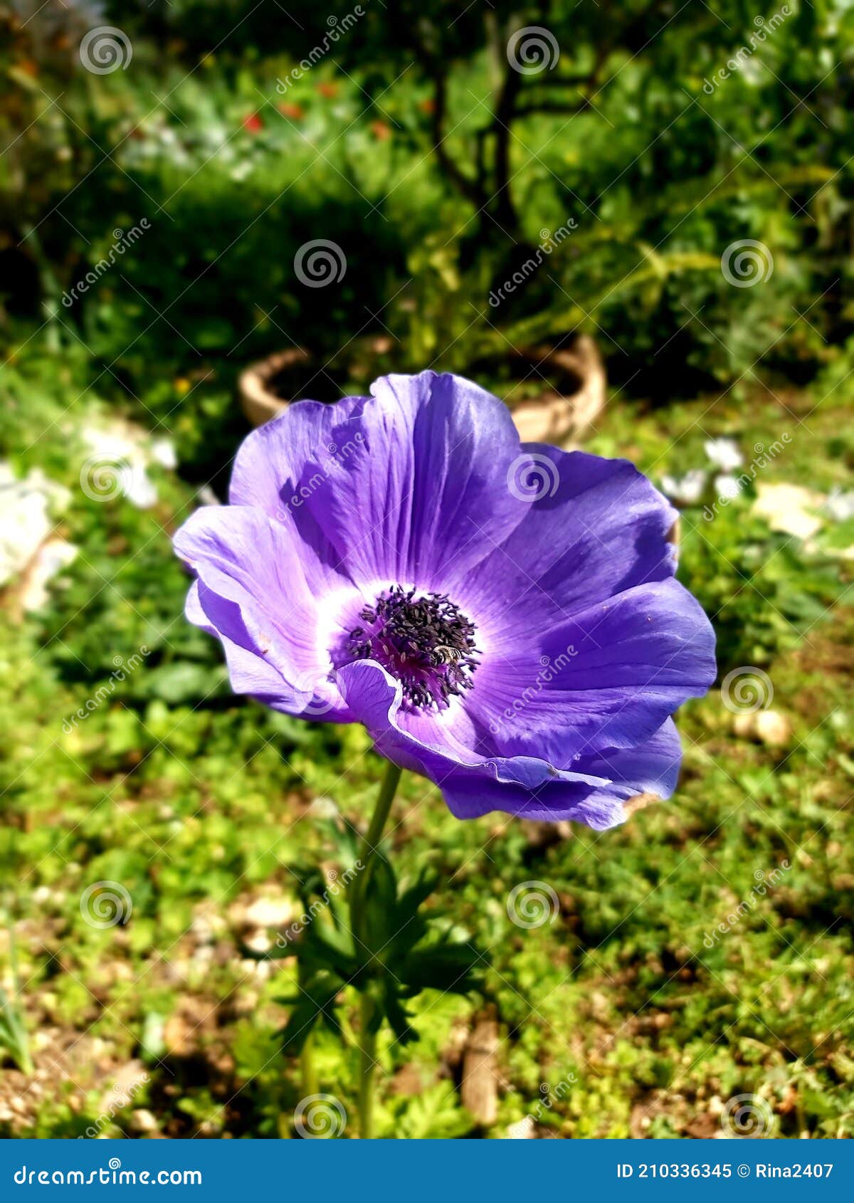 Purple anemone . stock image. Image of israel, purple - 210336345