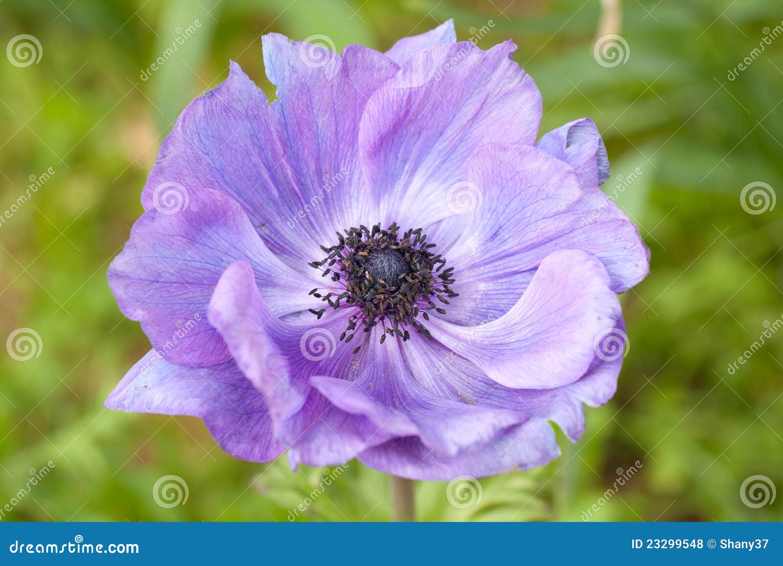 Purple Anemone Flower stock photo. Image of botanic, vibrant - 23299548