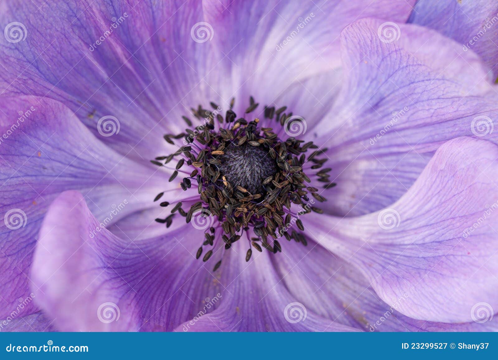 Purple Anemone Flower Macro Stock Image - Image of blue, summer: 23299527