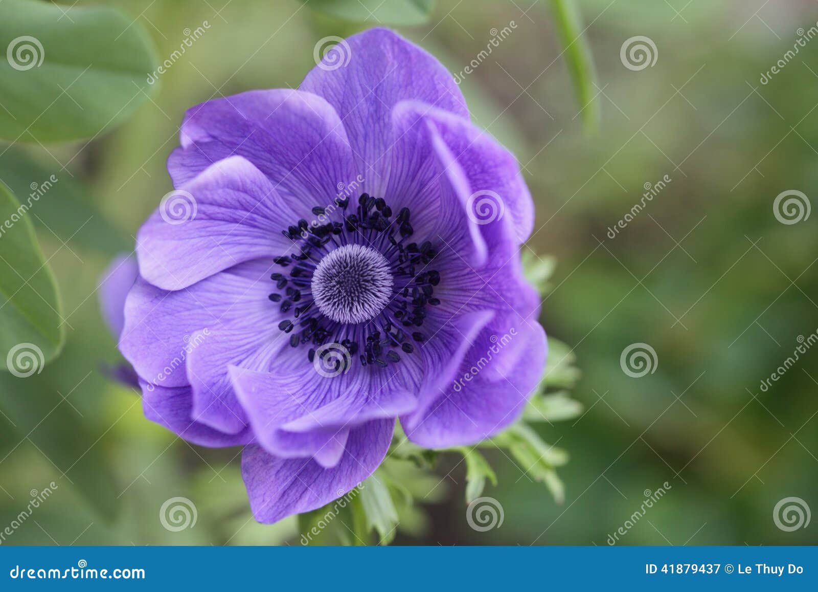 11,667 Purple Anemone Flower Stock Photos - Free & Royalty-Free Stock ...