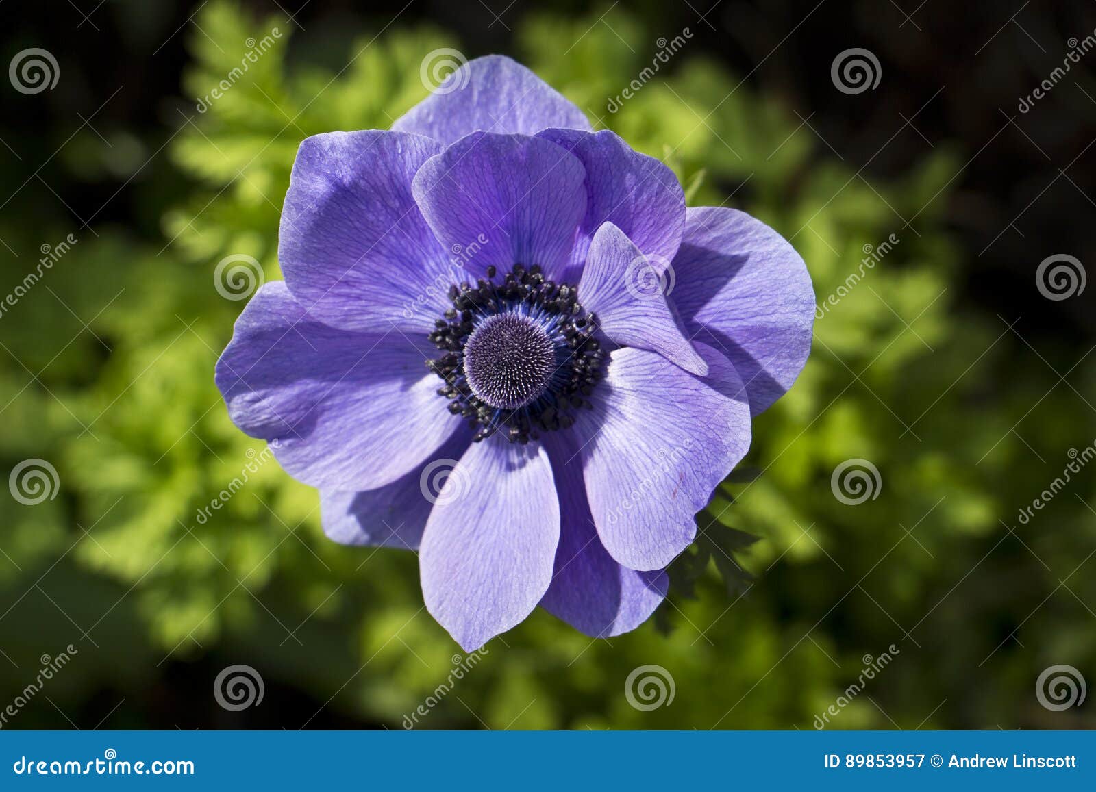 Purple Anemone in flower stock image. Image of cheerful - 89853957
