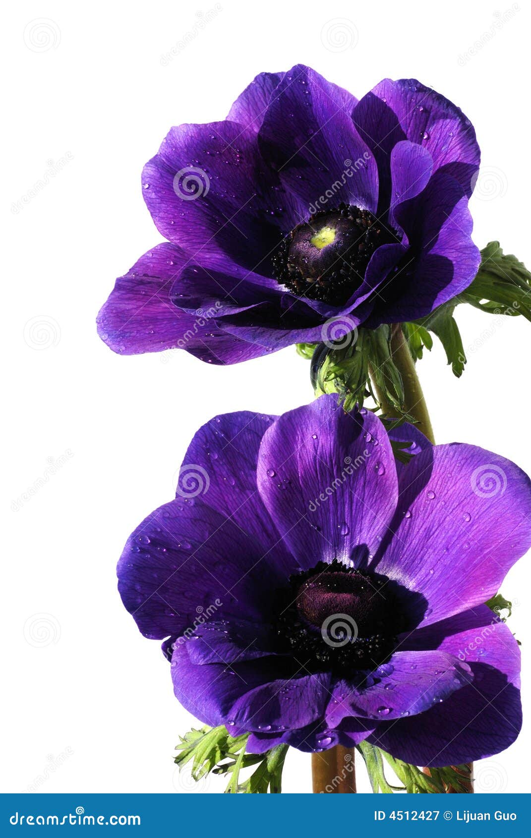 Purple Anemone Flowers