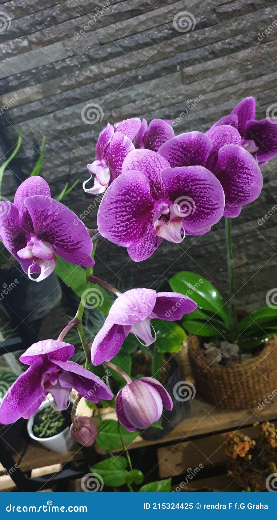 Purple angrek flowers stock image. Image of blossom - 215324425