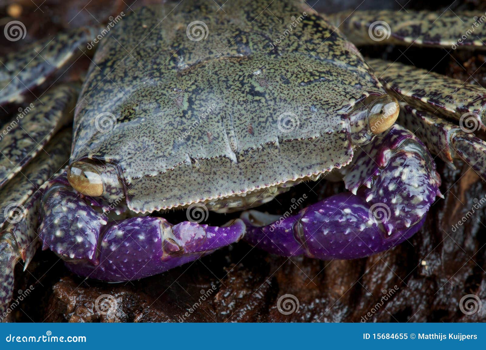 Purple arm crab stock image. Image of color, carnaval - 15684655