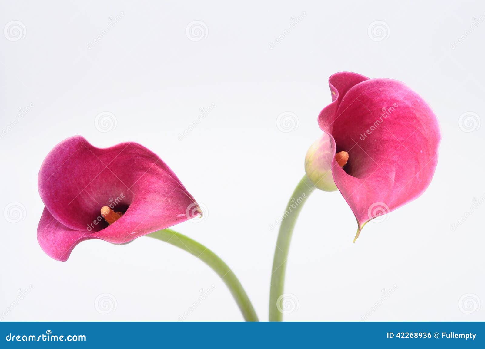Purple arum flower stock photo. Image of purple, lily - 42268936