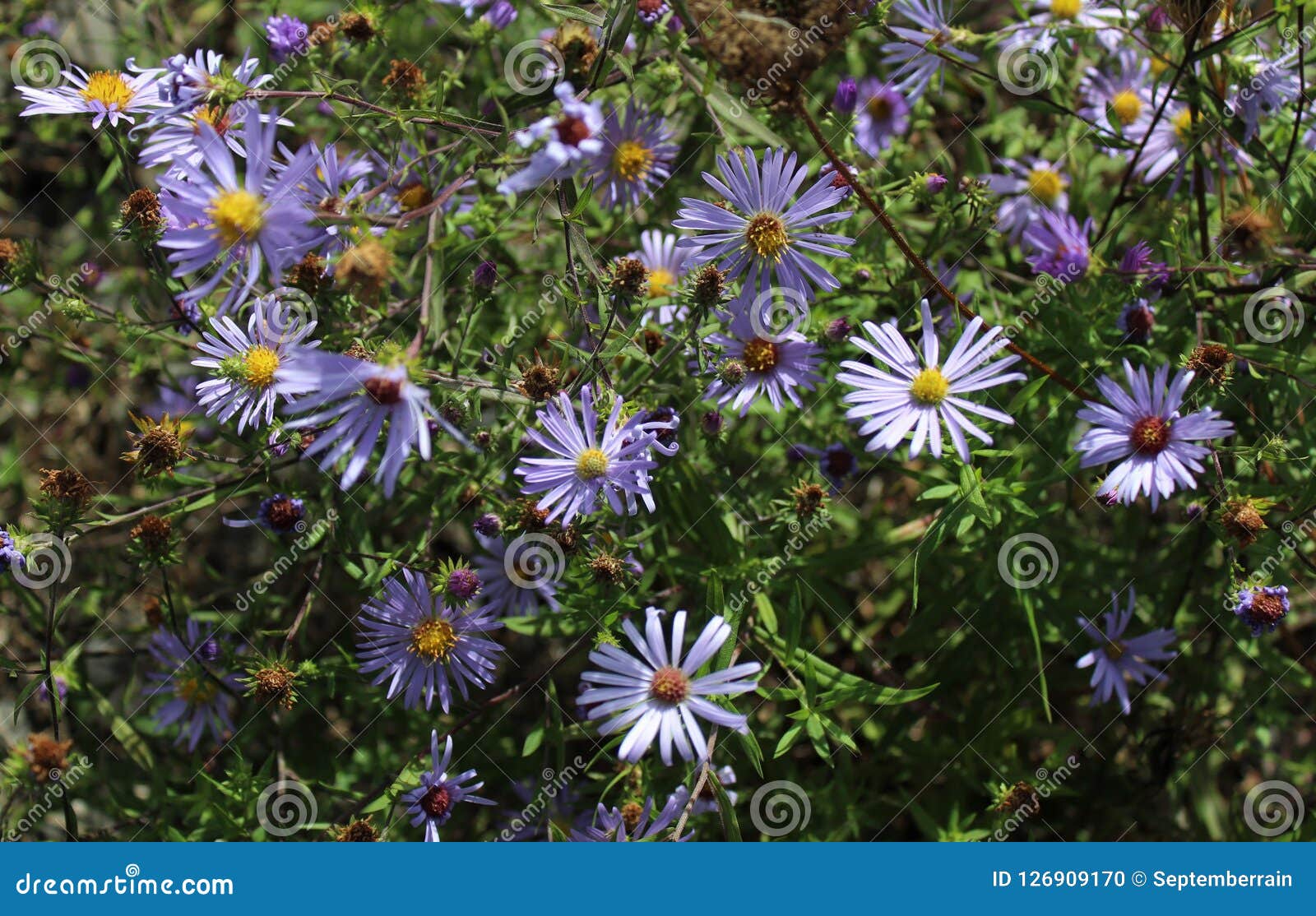 Purple Aster Bloom in a Field Stock Photo - Image of flowers, flower ...