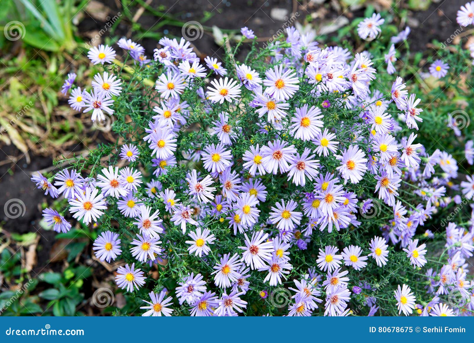 Purple Aster Bloomed in the Garden in the Fall. Stock Image - Image of ...