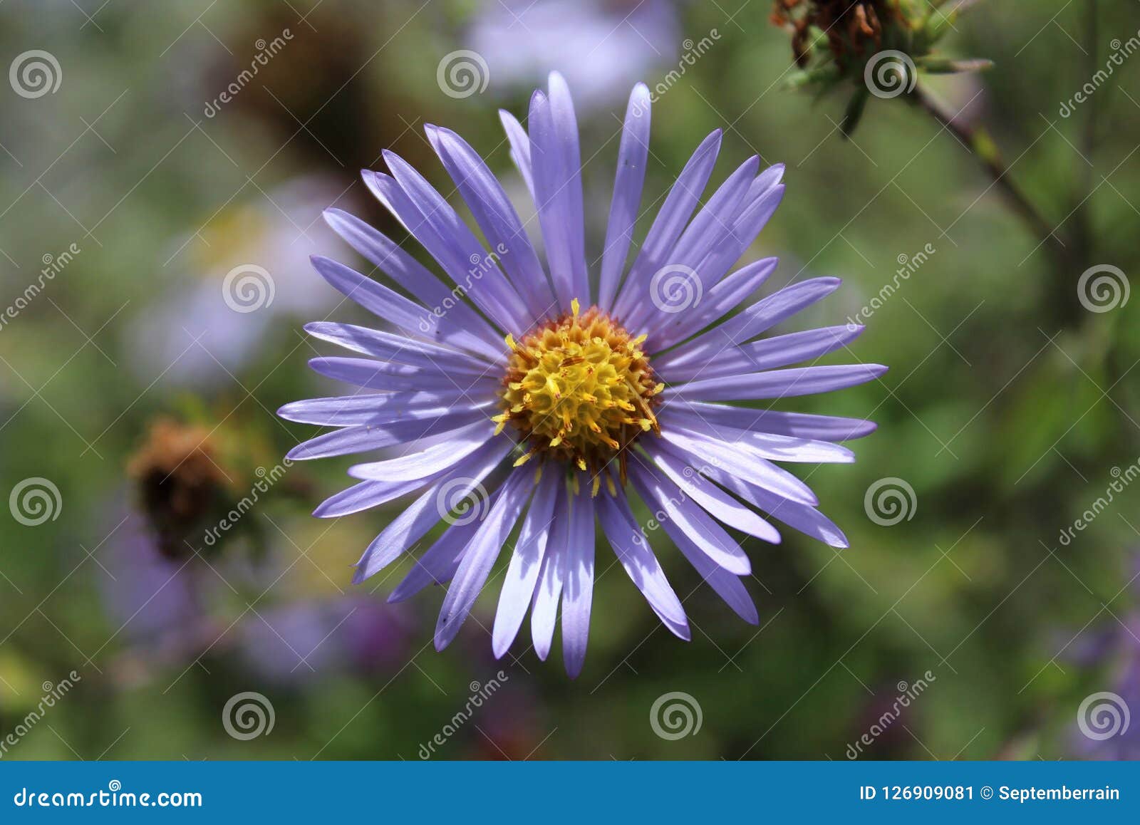 A Purple Aster Blooms in a Field Stock Image - Image of flora, blue ...