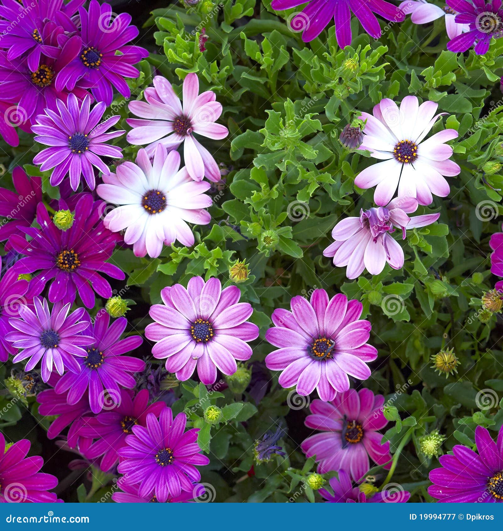 Purple aster daisy flowers stock image. Image of beauty - 19994777