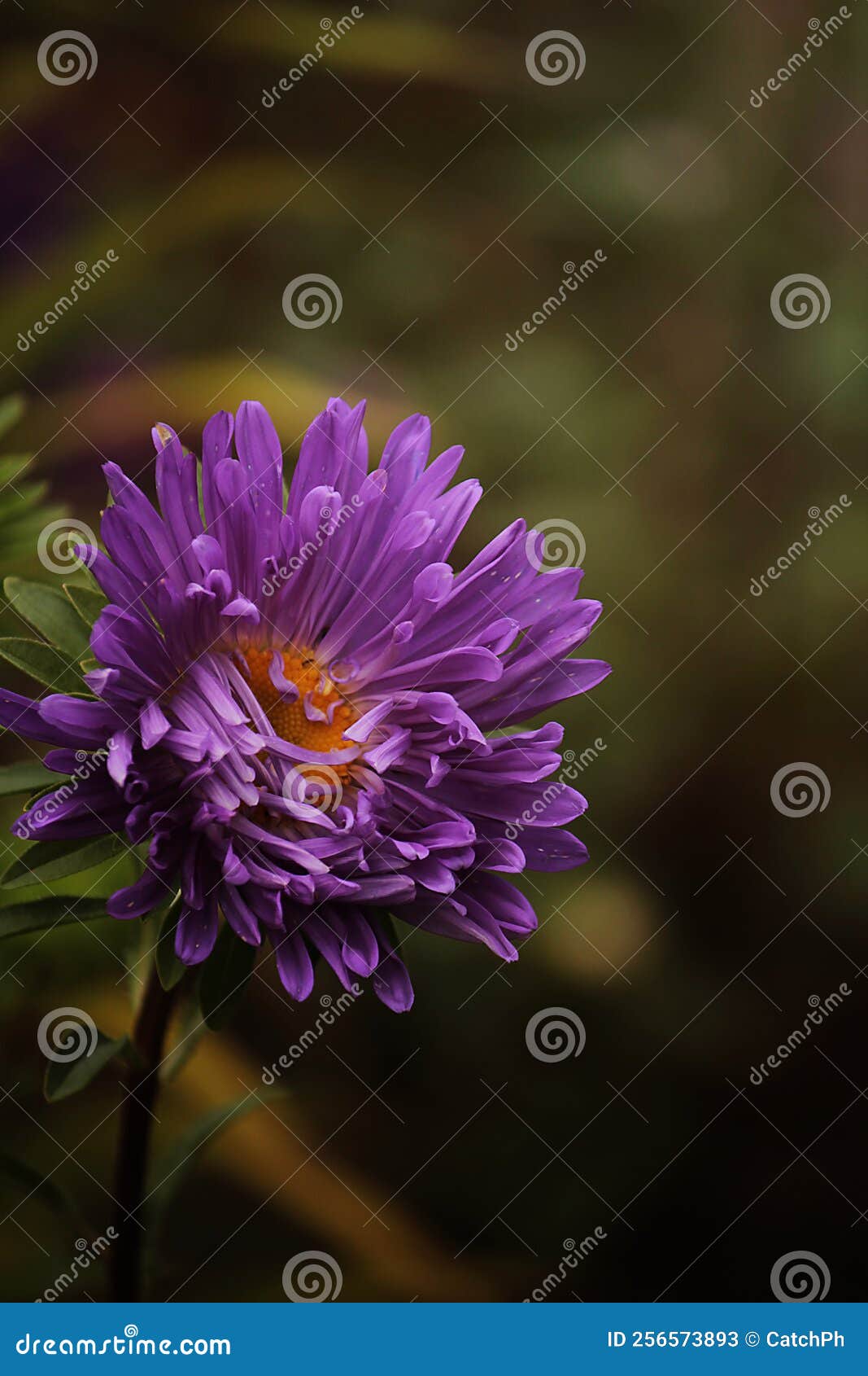 Purple Aster Flower Close-up on Dark Background Stock Image - Image of yellow, background: 256573893