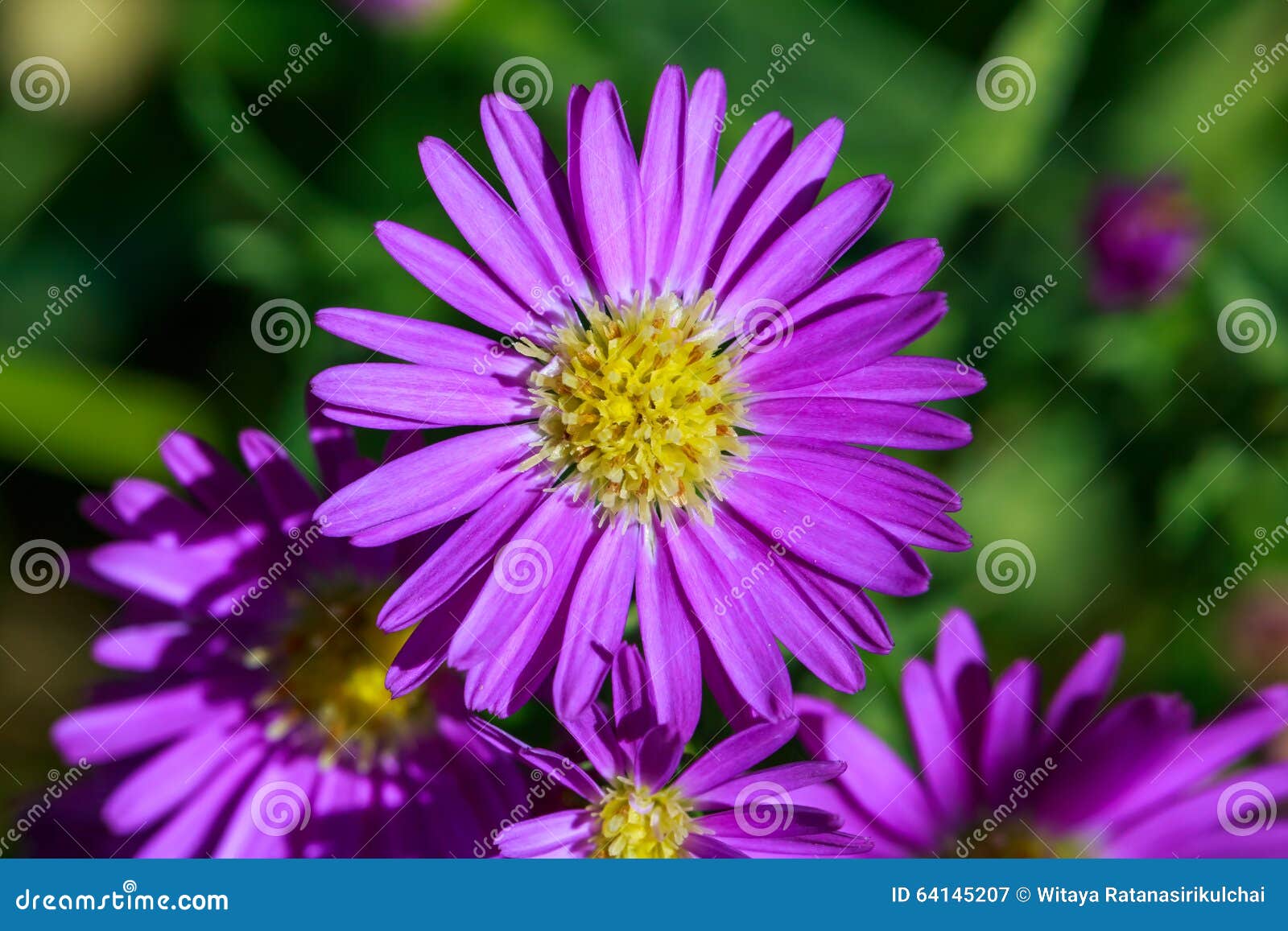 Purple Aster flower stock image. Image of summer, beautiful - 64145207