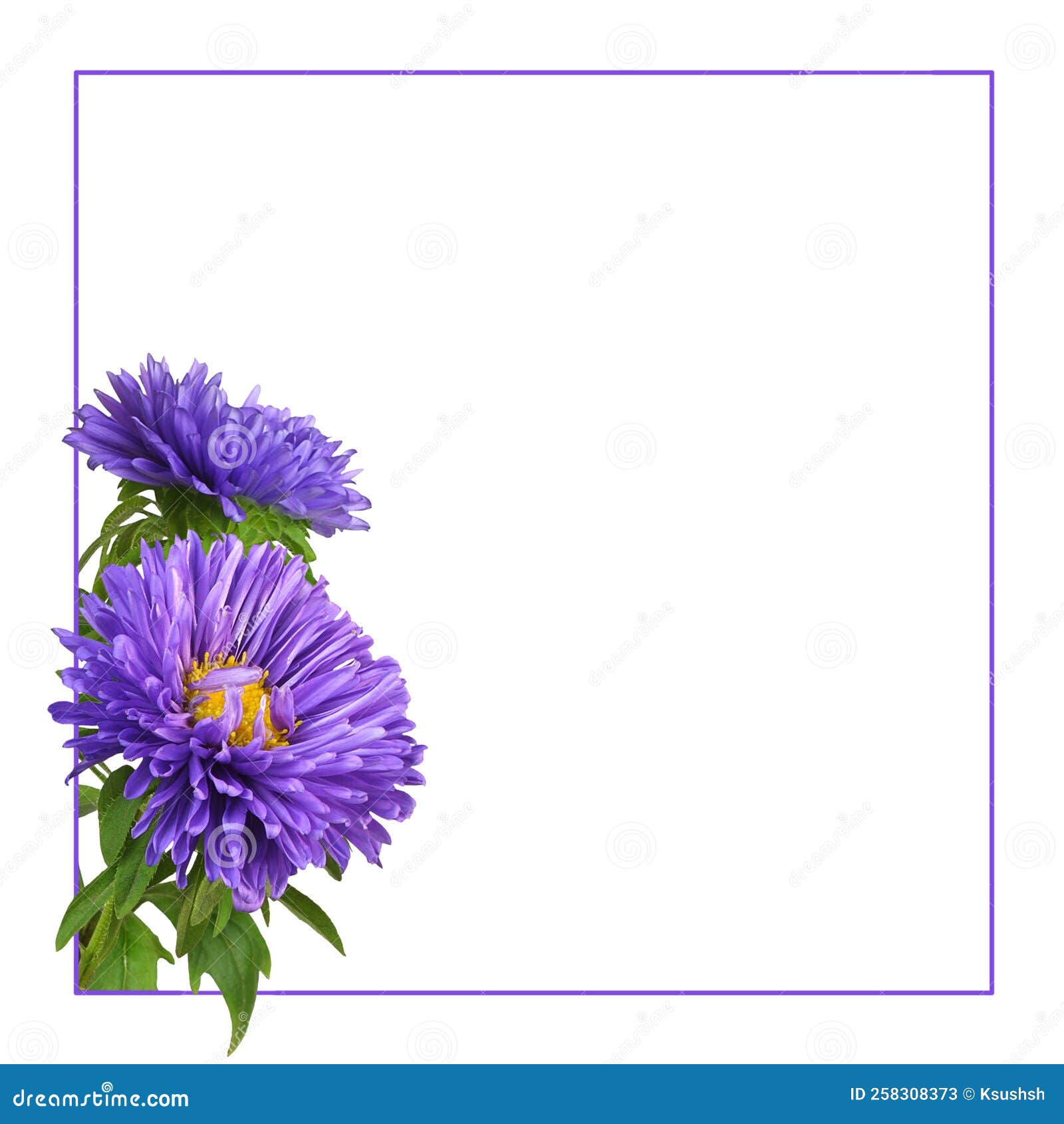Purple Aster Flowers in a Corner Arrangement with Frame Isolated on ...