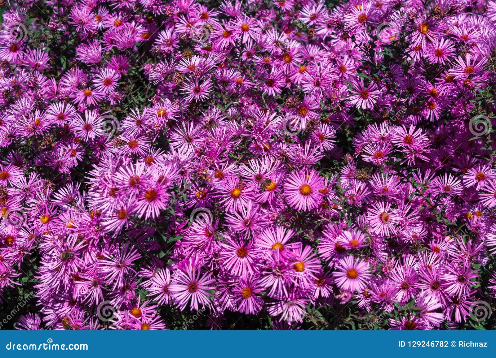 Purple Asters. Asters Bloom in the Fall Stock Photo - Image of dumosum ...