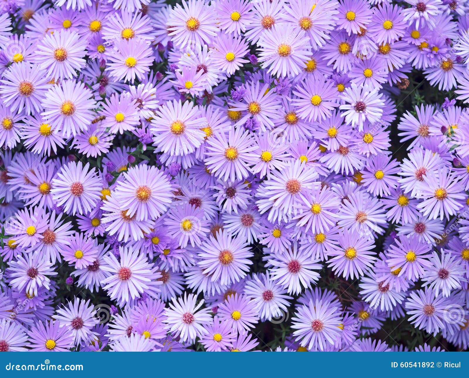Purple asters in the fall stock photo. Image of fall - 60541892
