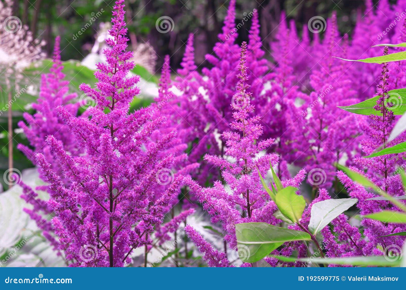 Purple Astilbe in the Summer Garden Stock Image - Image of bouquet ...