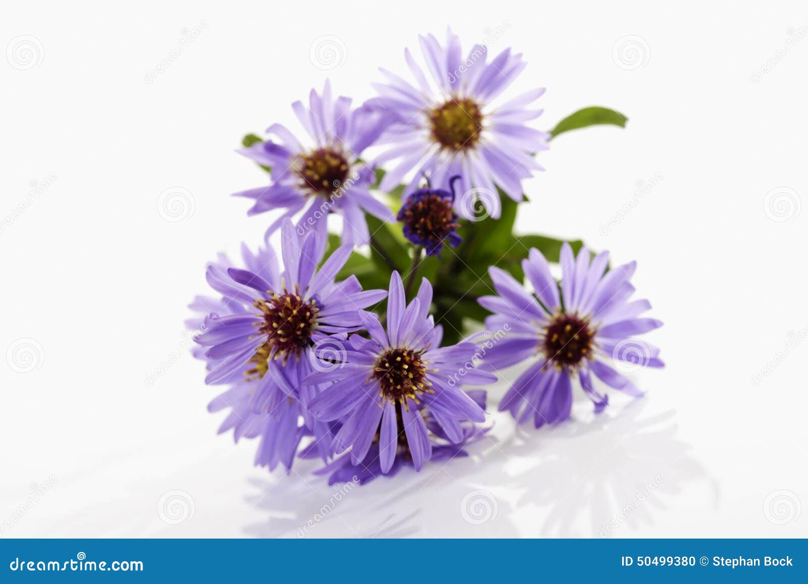 Purple autumn asters stock photo. Image of flower, flowers - 50499380
